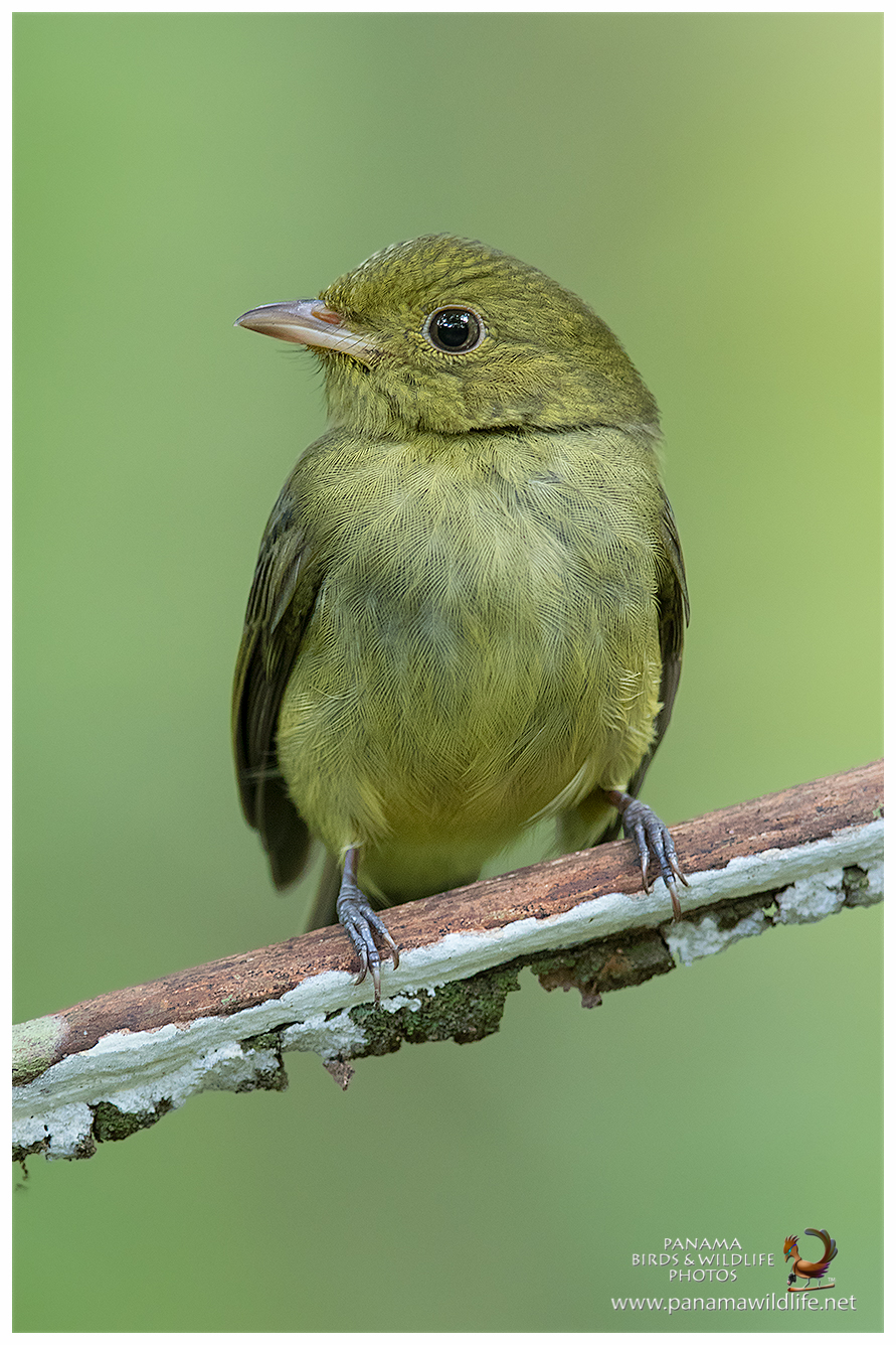 Featured Species: Red-capped Manakin (Ceratopipra mentalis)