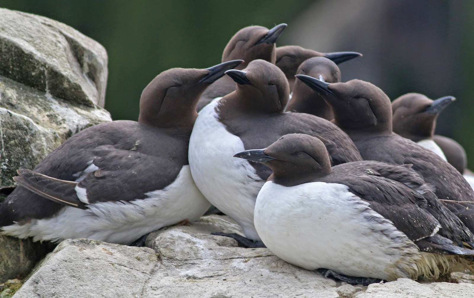 Nature in the Heart of England: Farne Islands images vol 2: puffins and ...