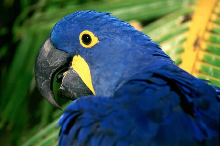 los animales mas salvajes del mundo: las principales especies de la fauna