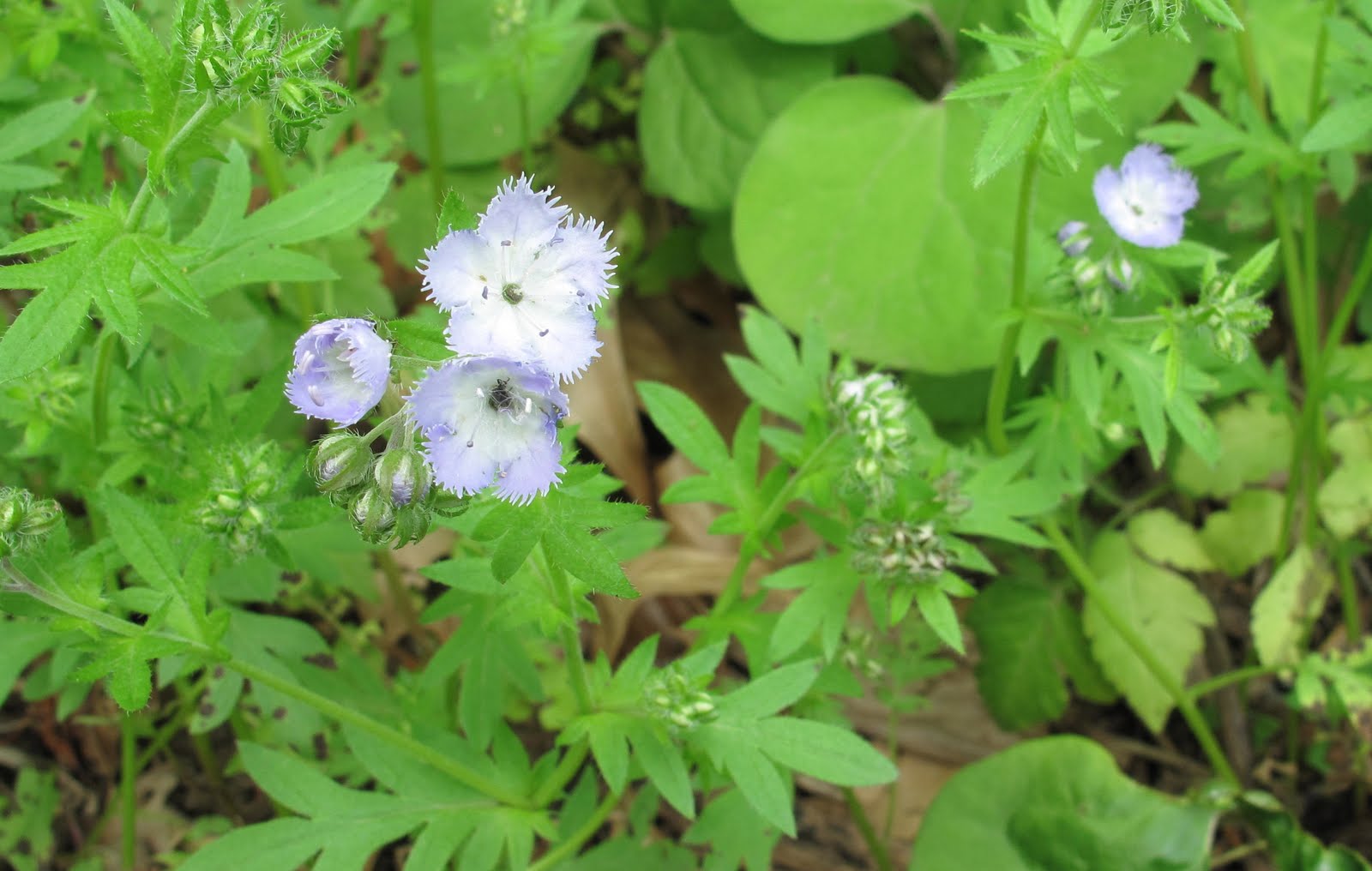 Now Showing Near You: Wildflowers: May 17, 2011 Trillium's Fading ...