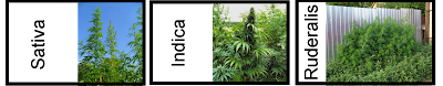 What's Medical Marijuana: Medical Marijuana Strains