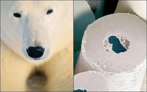 Pequechos de Tirán: SABES DE QUE COLOR É O OSO POLAR?