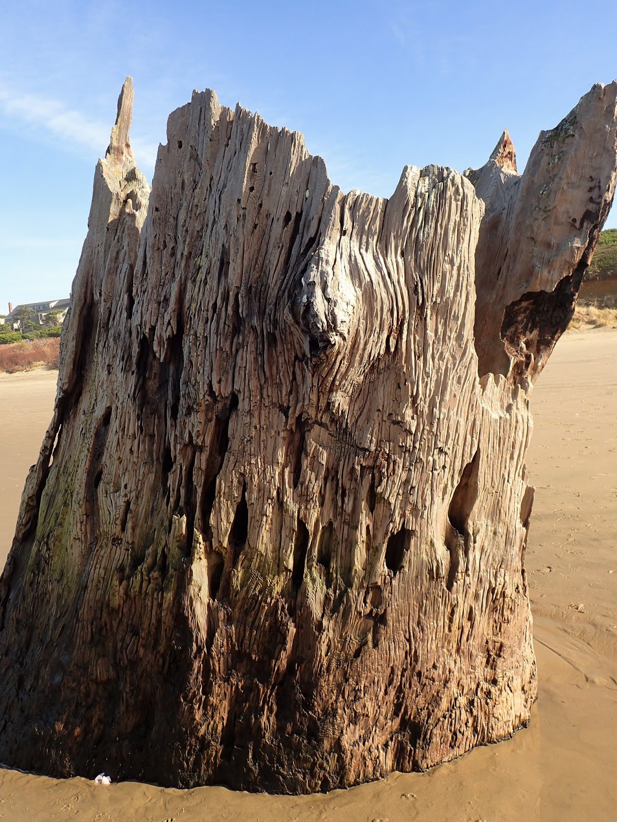 Casing Oregon: Mystery in the Sand: Big Stump Beach