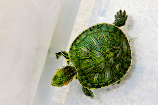 Be Kind To Pets, Vet case studies, Photography tips, Travel Stories ...