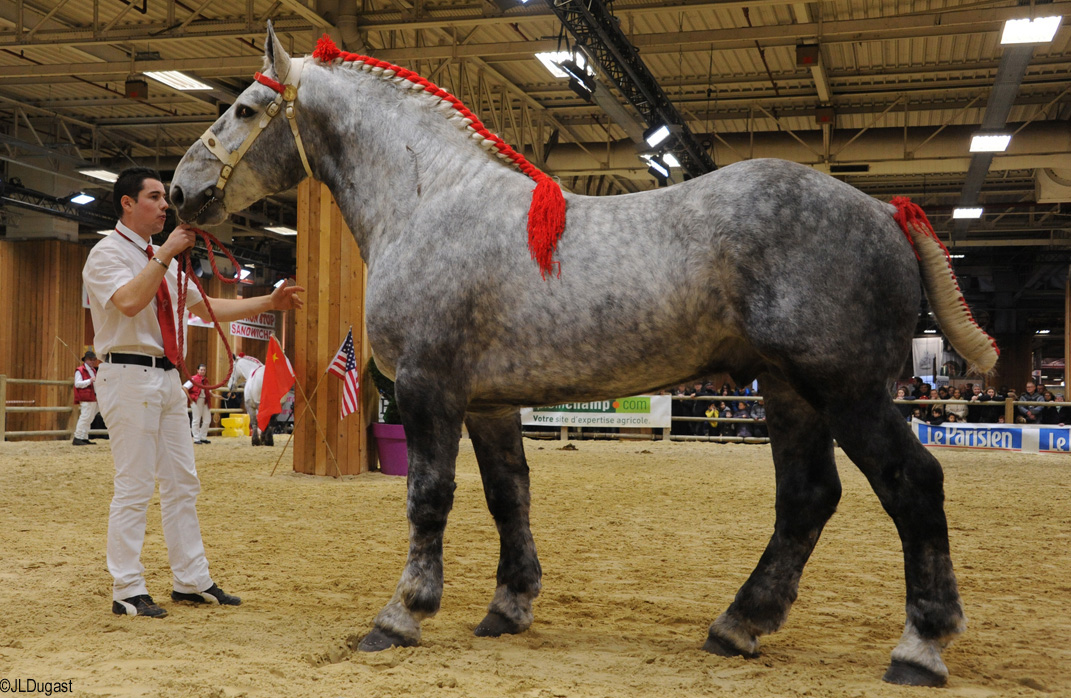 Percheron International: Vus Au Salon