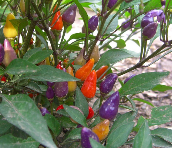 Pertanian Jawa Barat: TANAMAN CABAI