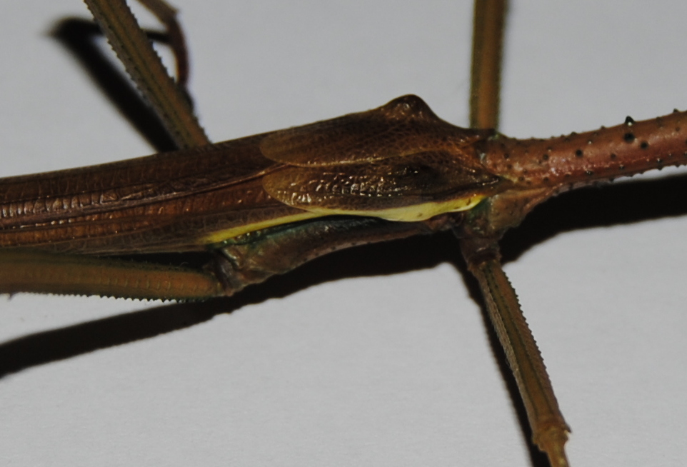 CLONOPSIS: Diapherodes gigantea