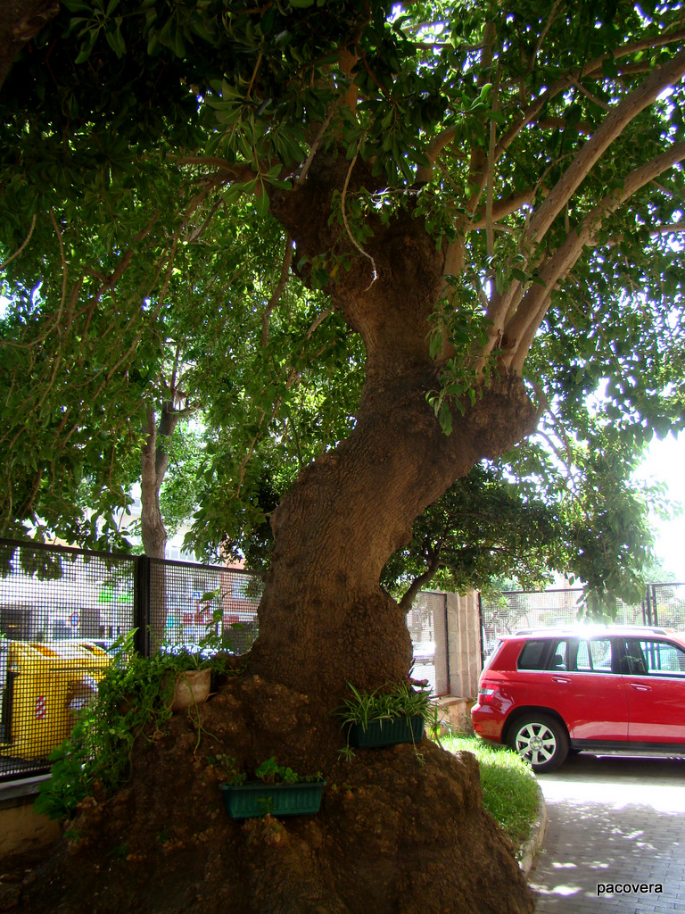 CH´USAY: PHYTOLACCA DIOICA
