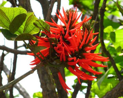 MULUNGU LEAVES (ERYTHRINA MULUNGU) - Agrapana Go Export