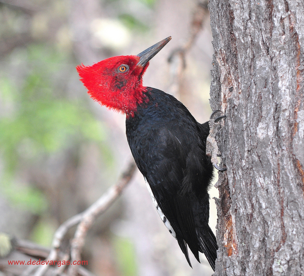 EL PAJARO PICON PICON - Temas de Actualidad