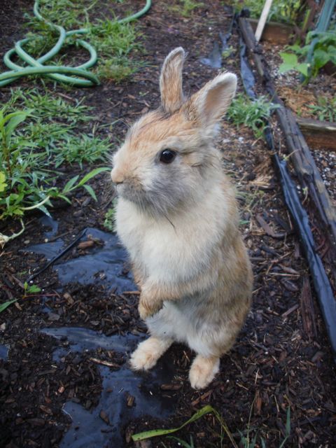 Sandra The Free Range Superbunny: Bunny In The Garden