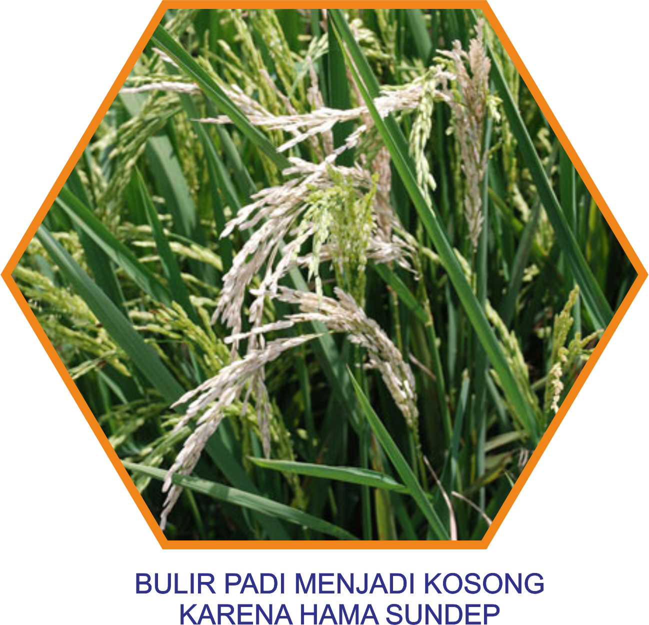 CALEB-TIN 18 EC (INSEKTISIDA)