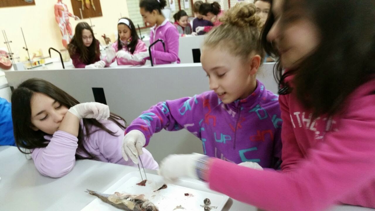 SCIENCE IN THE SCHOOL: DISSECTION OF A FISH II