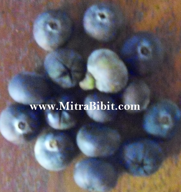 CV. Mitra Bibit: Biji Puspa