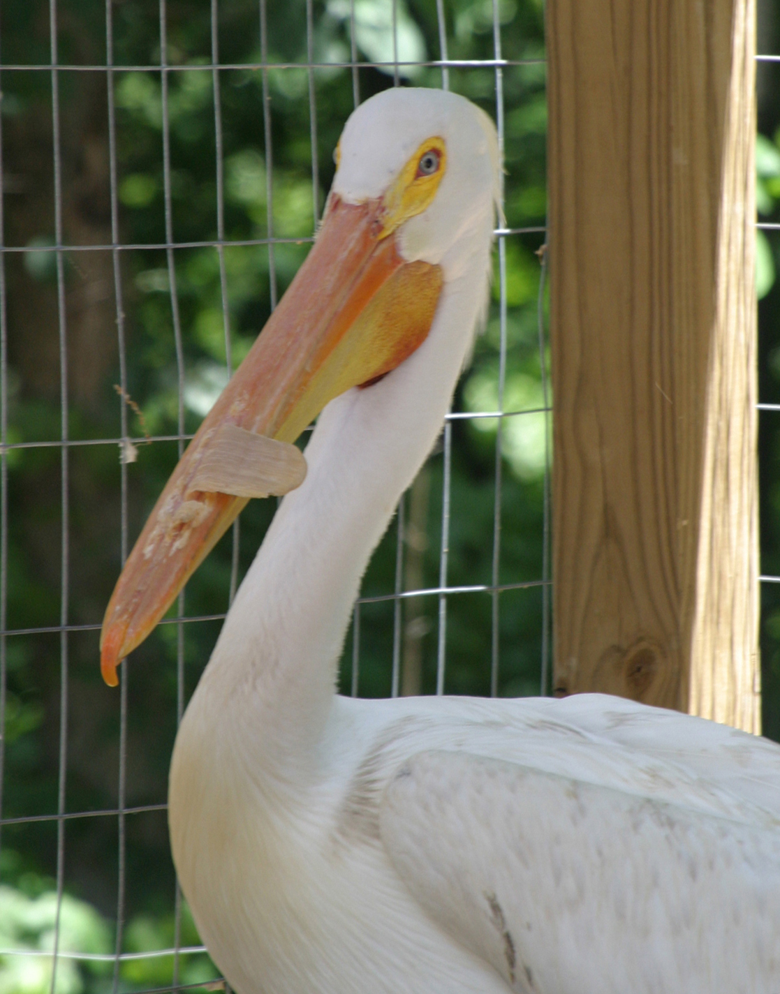 World Bird Sanctuary: Birds on The Line: Scoop the White Pelican