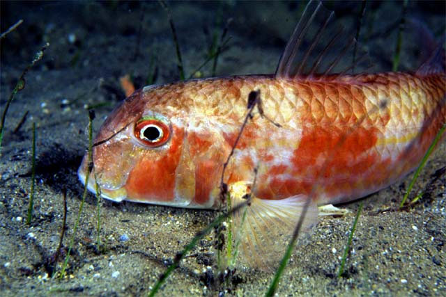 DERİN MAVİ: BARBUN VE TEKİR