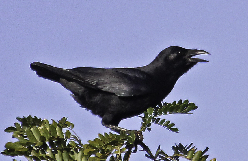 Art and Other Adventures with Narca: Cuba's Warblers