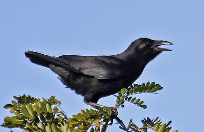 Cuba’s Warblers – Art & Other Adventures with Narca