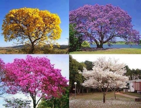 Adventures in Paraguay: National Tree of Paraguay