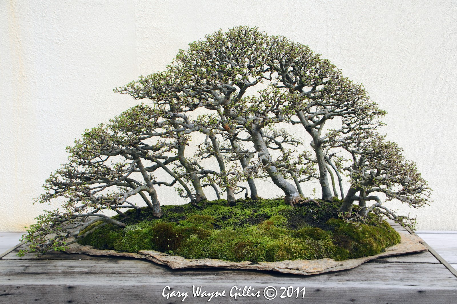 The Nikon Family: Bonzai Tree's at the National Arboretum, Washington D.C.