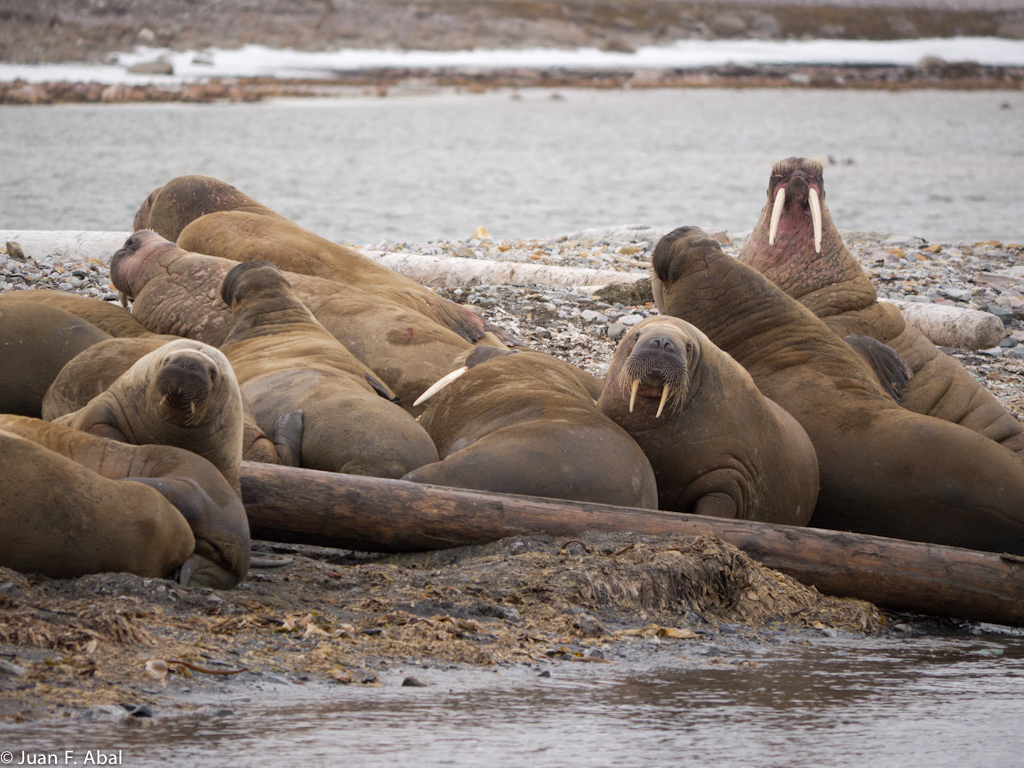 Experiencias: Encuentro con las morsas