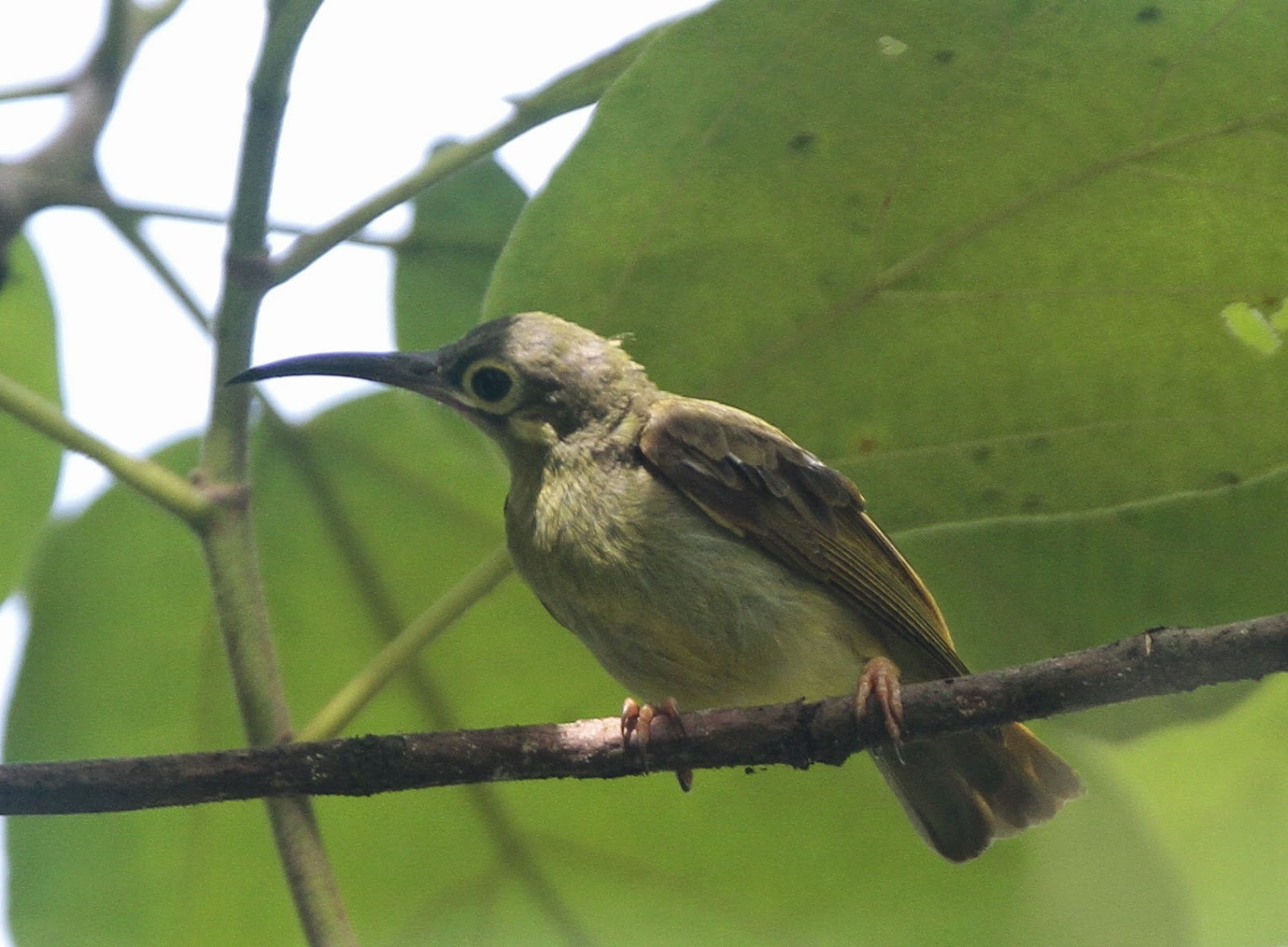 Mike is the name Birding is the game ( Birding in Malaysia - Malaysian ...