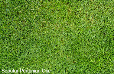 48 Jenis Rumput yang Cocok Ditanam di Halaman Rumah Anda ala My ...