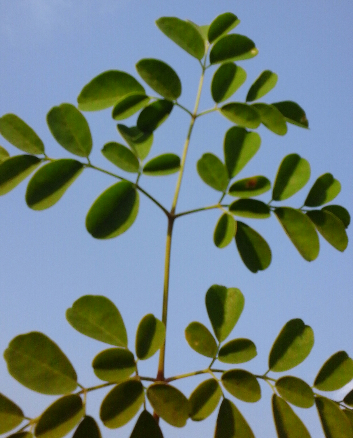 ina world topic: HEALTHY LIVING WITH THE POWER AND BENEFITS OF MORINGA ...