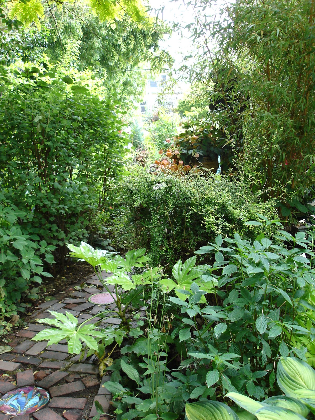 The Outlaw Gardener: On the shady side