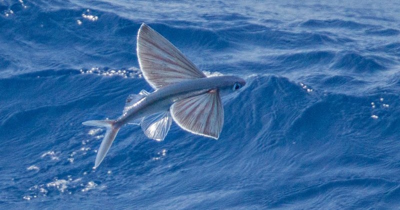 flying fish: flying fish arduino | flying fish dish