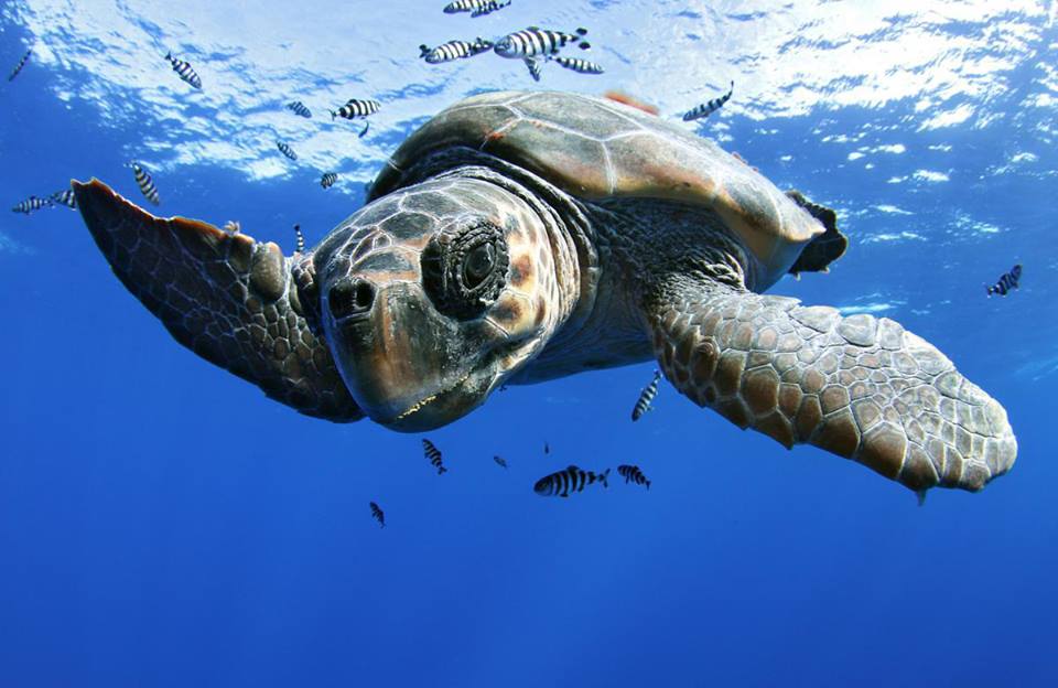 FERNANDINHO MARCONI: LA TORTUGA