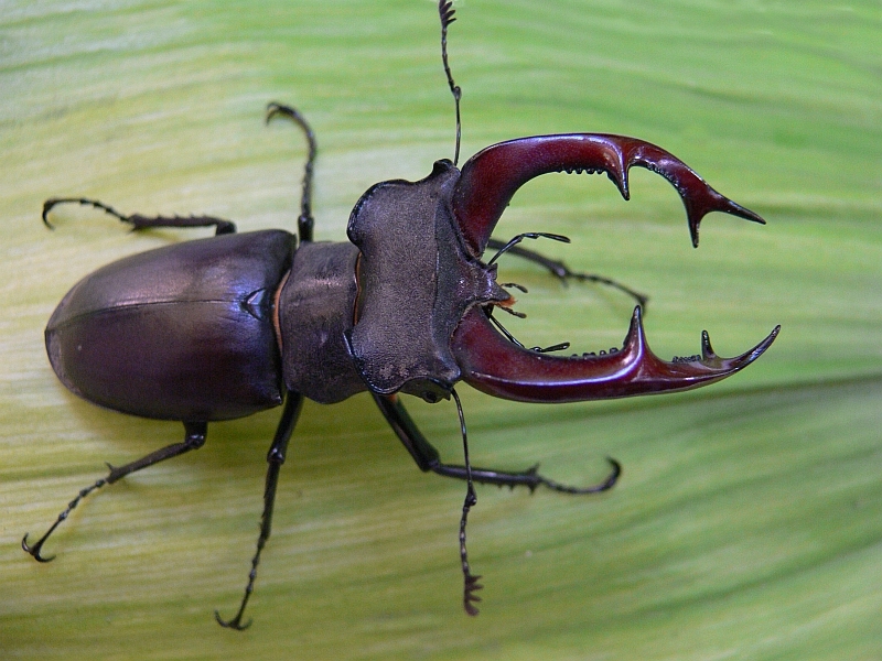 fotónapló: Szarvasbogár ajándékba