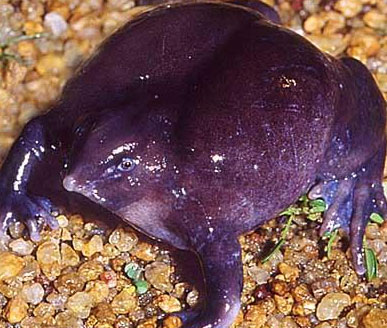 Zoológico Virtual do Brasil! Seu Safari Virtual!: Sapo Roxo