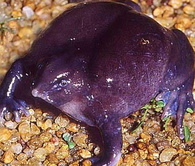 Zoológico Virtual do Brasil! Seu Safari Virtual!: Sapo Roxo