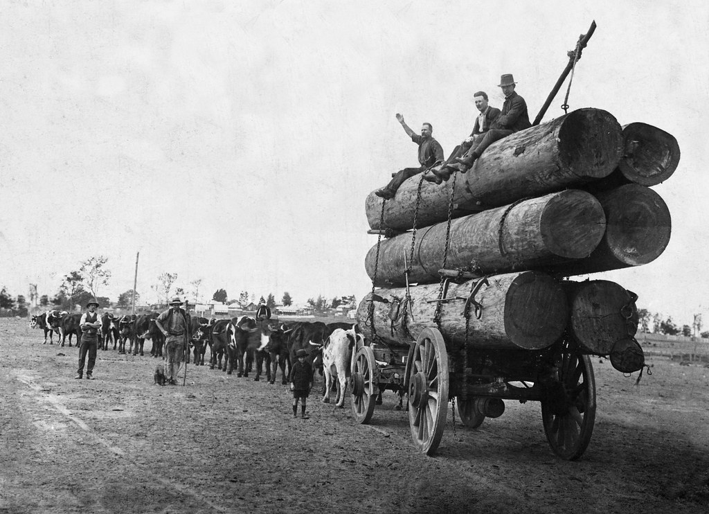 Bytes: Bullocks, Bullockies and Bullock Teams: