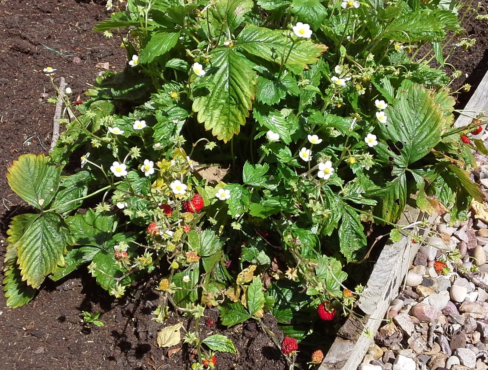 Tastes Of History: Strawberries