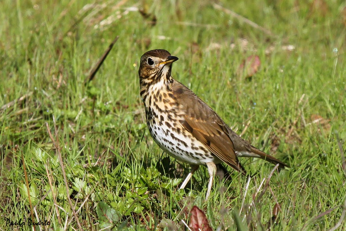 A arte de debicar: Tordo-comum ou Tordo-musical