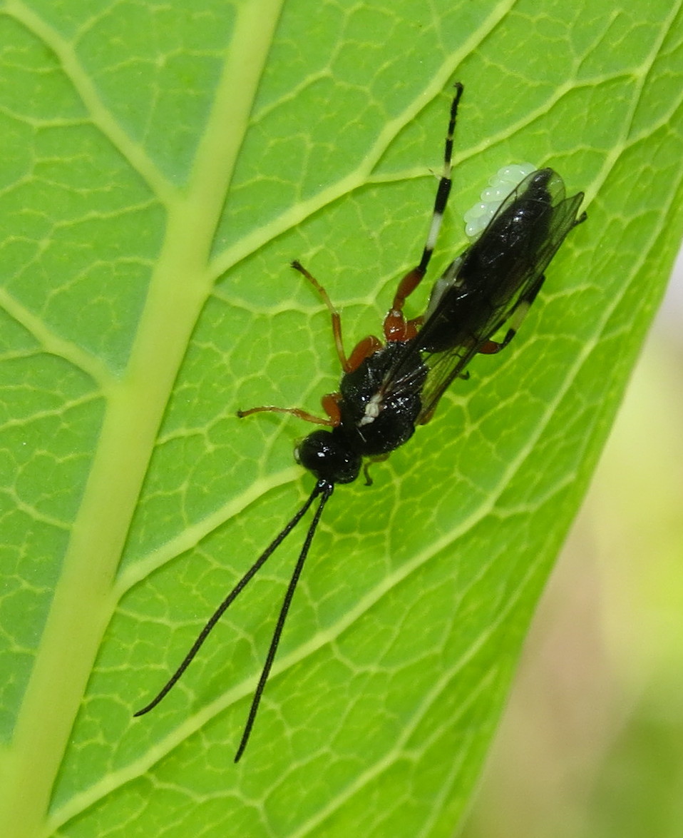 Bug Eric: Strange Behavior Explained (Sort of)