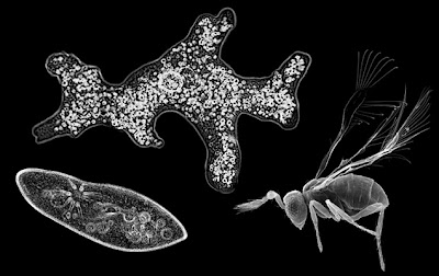 bensozia: Fairy Wasps: the Smallest Insects