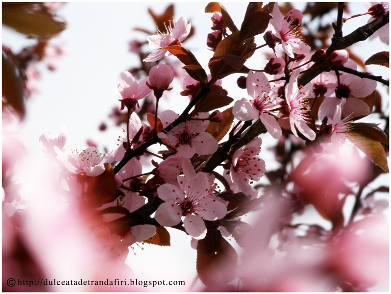 Dulceata de trandafiri: Tarta de pere cu fistic