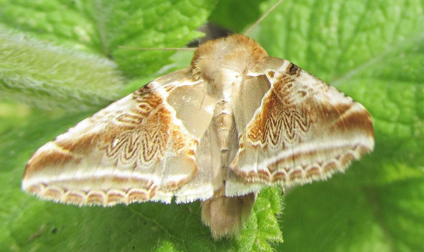 Moths are messing with your mind