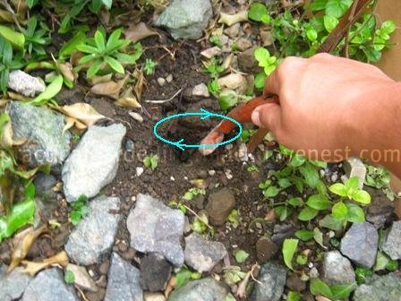 Practical Gardening: Apply Homemade Fish Emulsion Fertilizer
