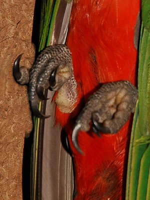 HD Animals: parrot feet