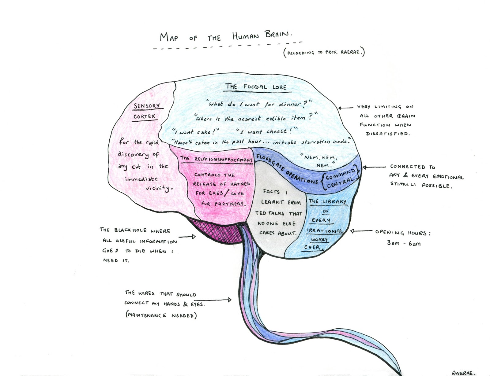 RaeRae Illustrations: Observational Illustrations