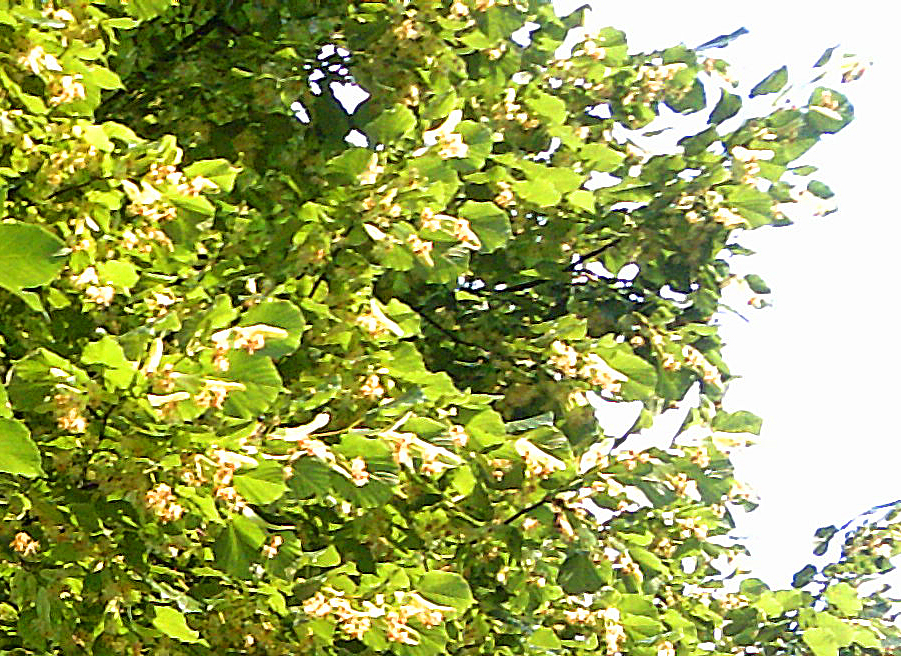 "Through the unknown, unremembered gate...": The Midsummer Tree