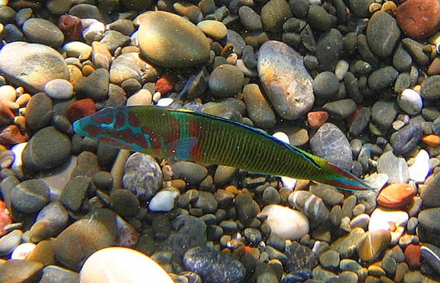 Artes de Pesca: VAMOS A PESCAR VERDE