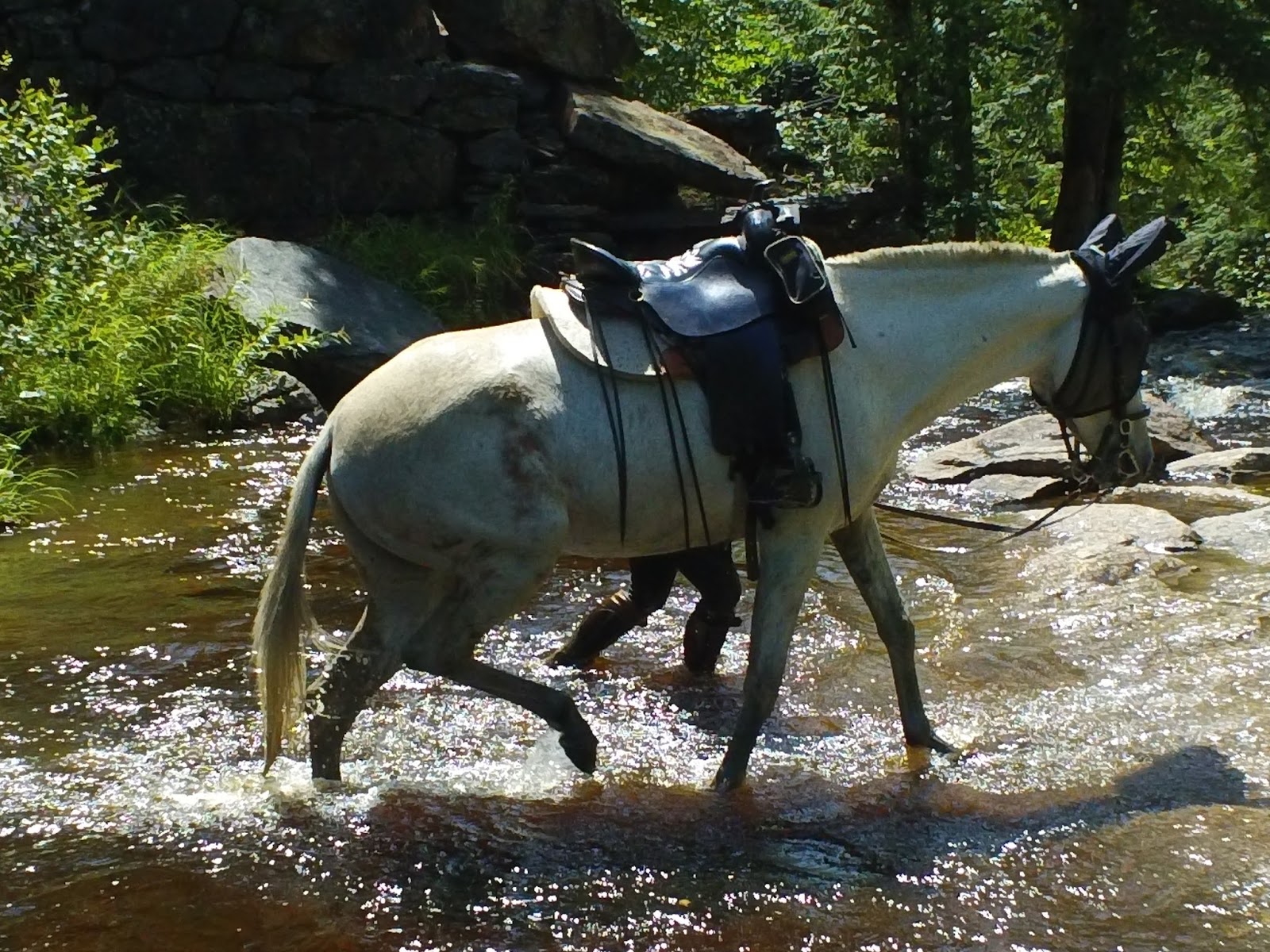 Lily, The Lovely Bright Molly: Changed Plans