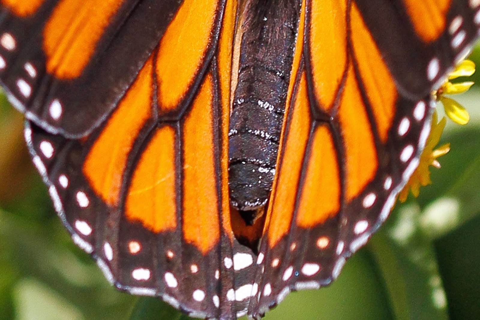 Philly Bird Nerd : Migration of a Different Kind