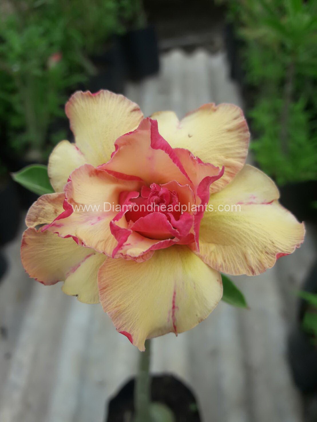 Adenium: New Adenium Catalog 2018-2019