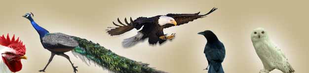 astrology lalkitab: Pancha-pakshi Shastram